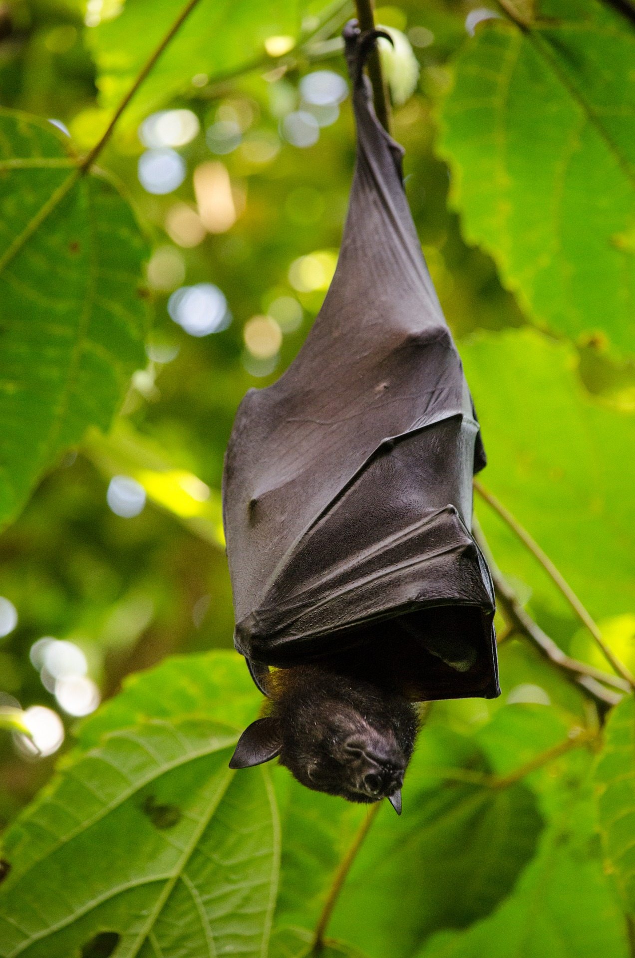Local Youth Help Bat Population By Building Bat Houses | Daily Dodge