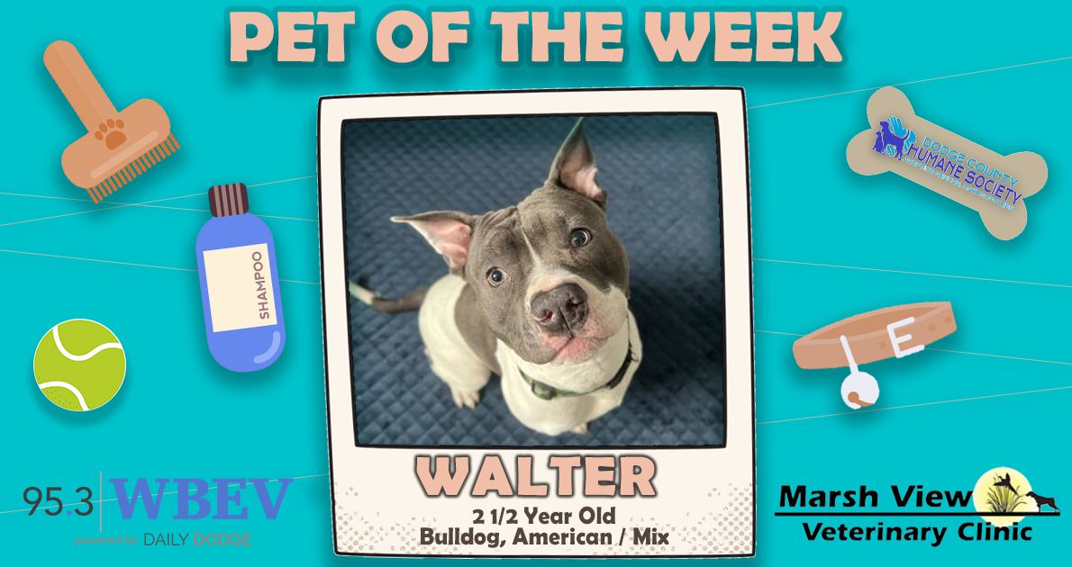 WALTER | Daily Dodge