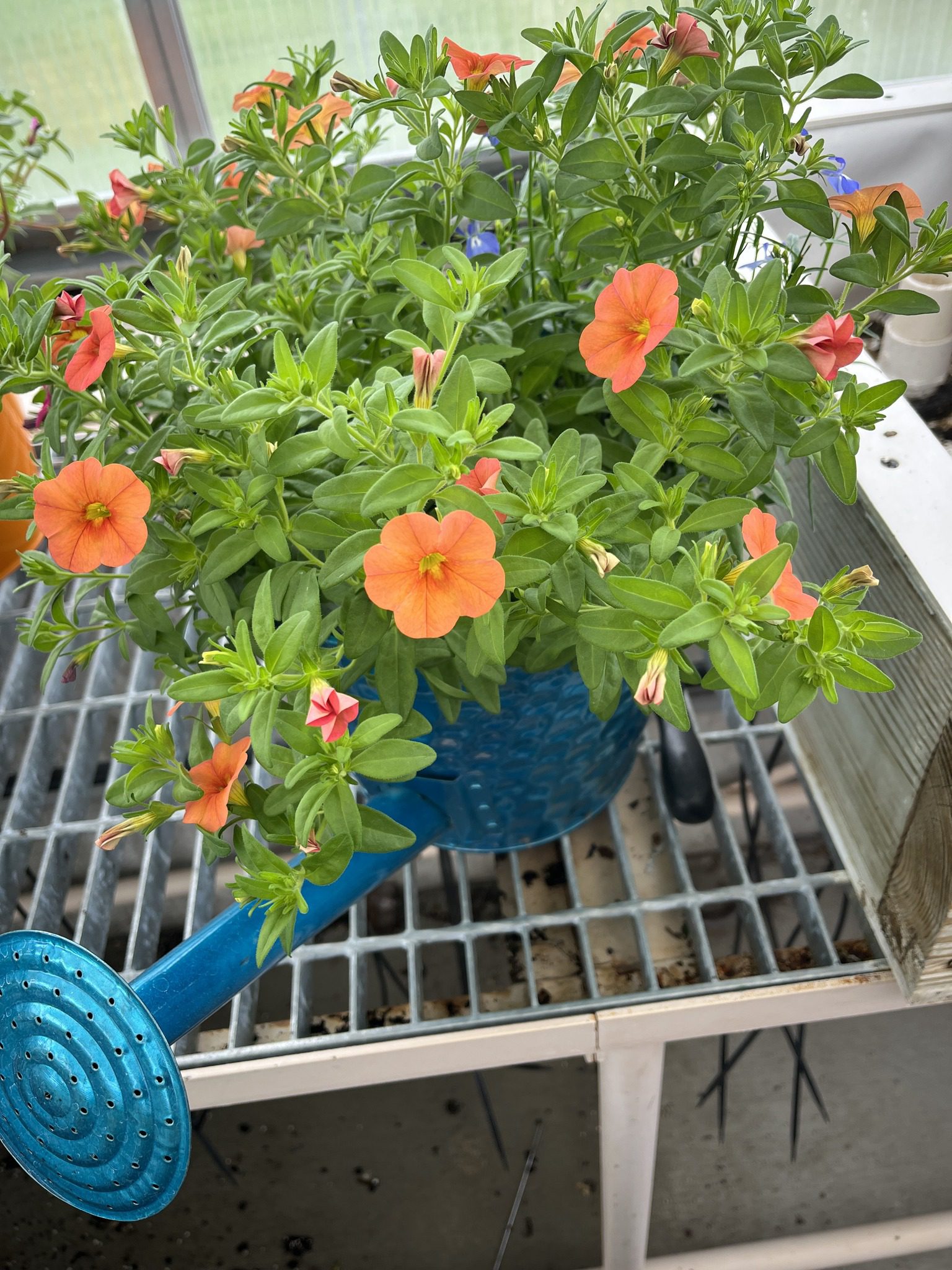 Beaver Dam FFA Plant Sale Begins Thursday | Daily Dodge